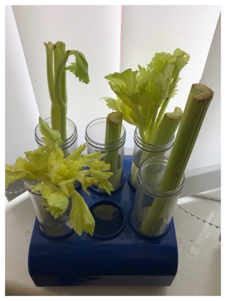 Students participate in a Science Experiment-Exploring how plants ...